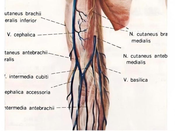 The Complete Guide to Professional Blood Collection Techniques ...